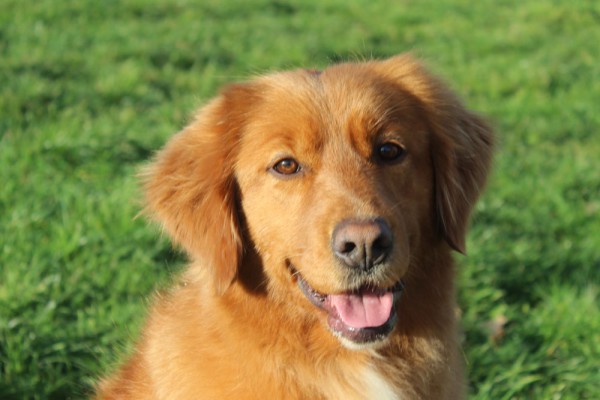 Nova Scotia Duck Tolling Retriever CANIS AMICUS Cuci | Labradores Canis ...